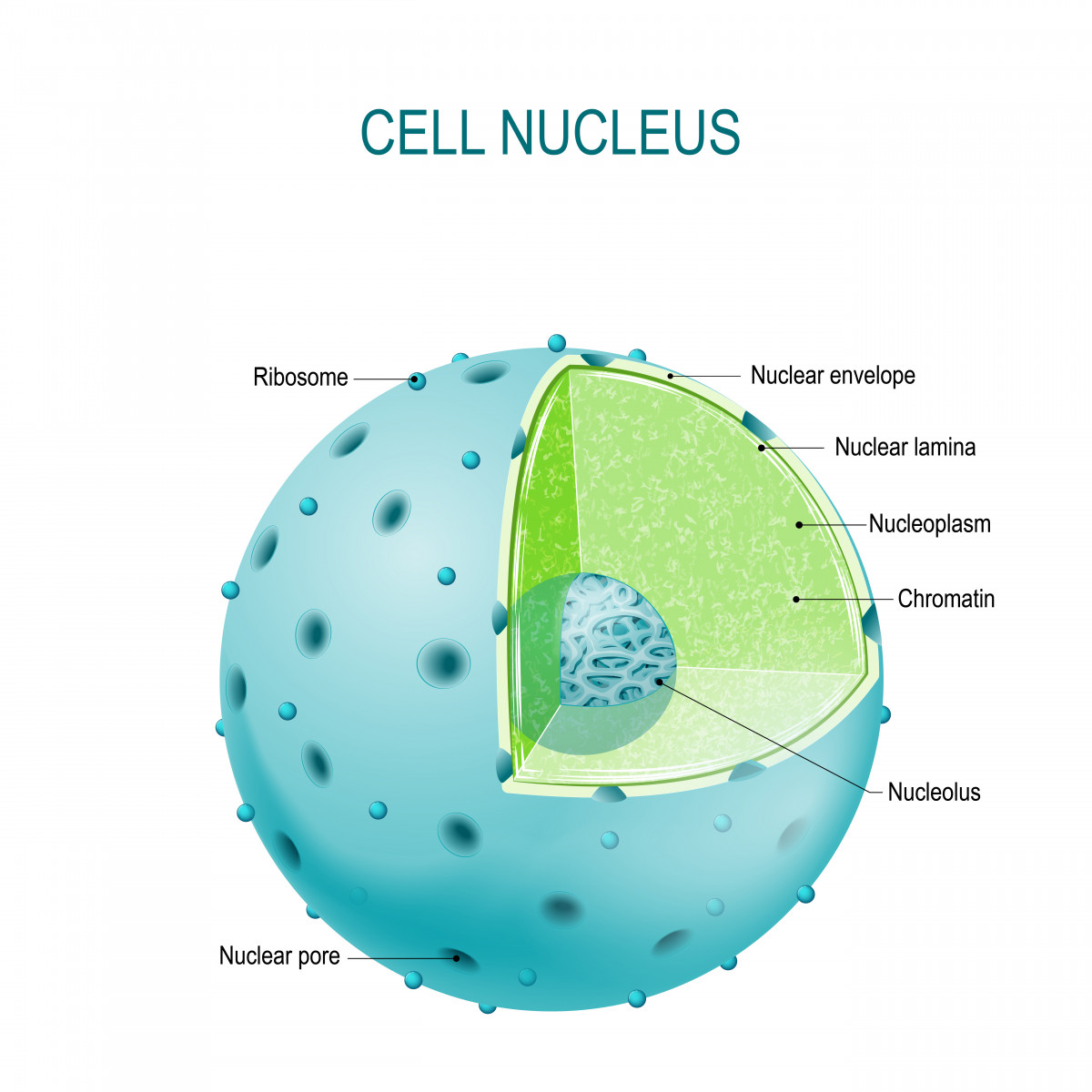 ALS Study Reports That Easing Nerve Cell Traffic Jam May Be A Way To Treat Disorder